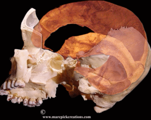 Home - Peak Potential Institute